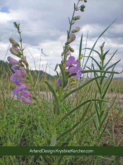 Designing with Colorado Wildflowers : Art and Design by Krystine Kercher