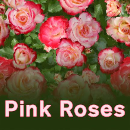 Pink Roses : Art and Design by Krystine Kercher