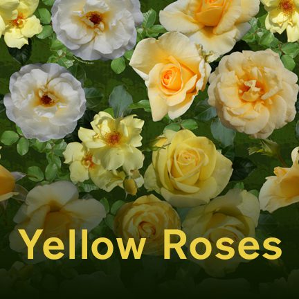 Yellow Roses : Art and Design by Krystine Kercher